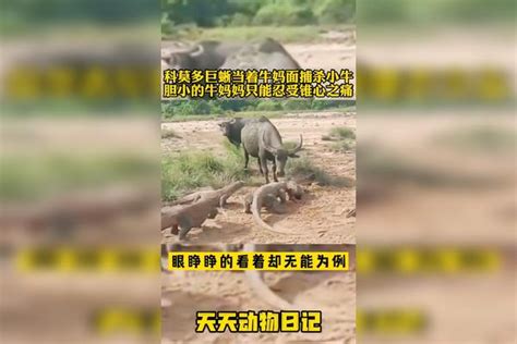 科莫多巨蜥当着牛妈的面捕杀小牛，牛妈妈只能眼睁睁看着却又无能为力牛妈小牛科莫多