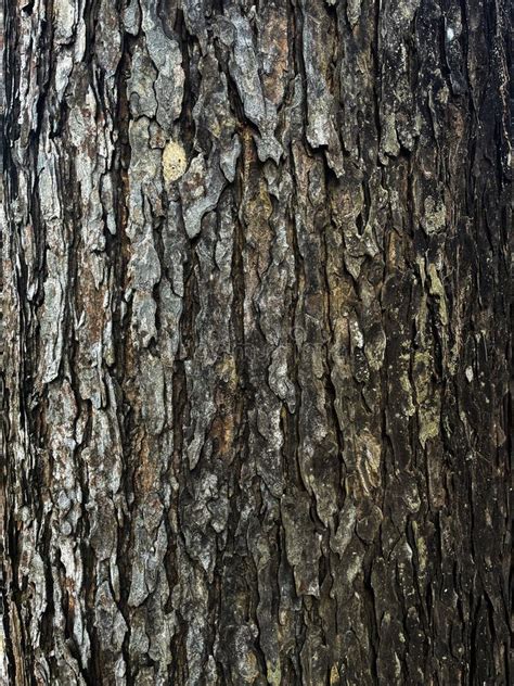 Texture Swietenia Macrophylla Tree Stock Image Image Of Wood Texture