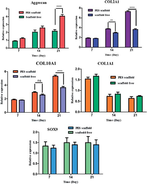 Expression Of Cartilage Specific Genes Relative Expression Of