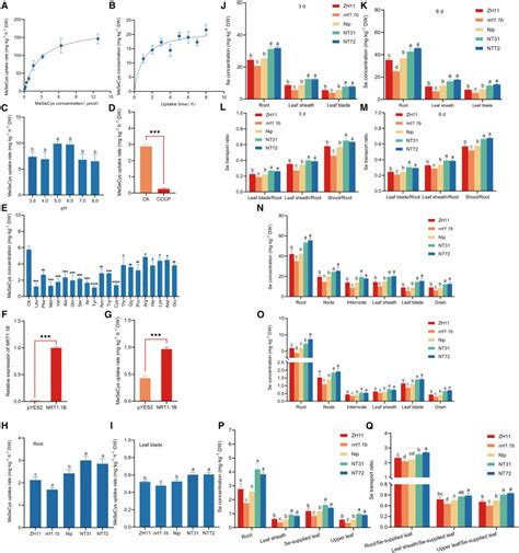 Boosting Selenium Accumulation In Rice Grains By Enhancing Nrt11b Mediated Mesecys
