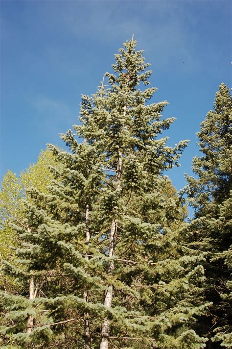 Western Native Seed Trees And Shrubs Guide