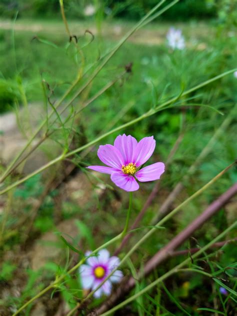 Bông Hoa Nhỏ Viết Bởi Nguoiditronggiongto