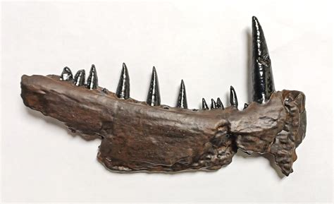 Xiphactinus Jaw Replica 3058 Canadian Fossil Discovery Centre