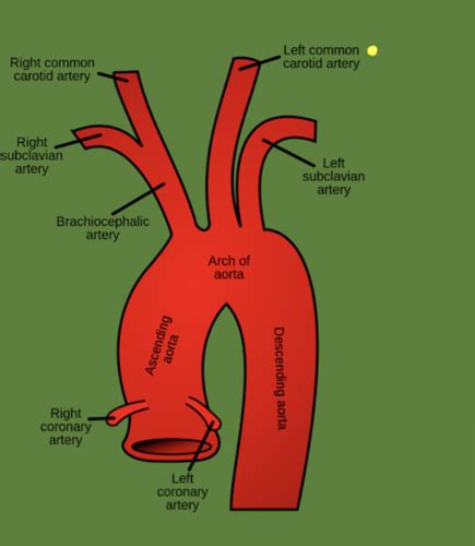 Neurophysiology Flashcards Quizlet