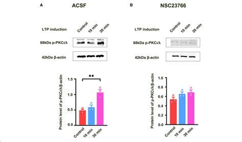 Influence Of Rac1 Inhibitor Nsc23766 On Hfs Induced Activation Of