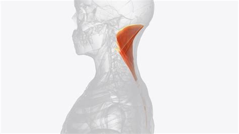Premium Photo The Splenius Capitis Is A Deep Muscle Of The Neck