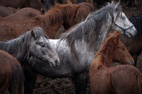 Equus Genus Species Explained Simply And Clearly