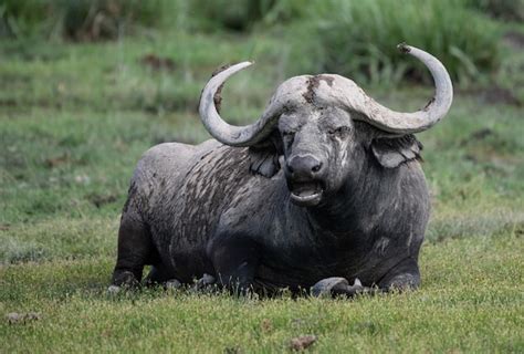 Premium Photo African Buffalo In Amboseli National Park Kenya