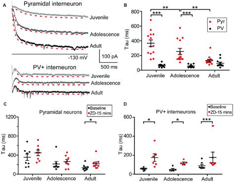Cell Type Specific Development Of Hyperpolarization Activated Cyclic Download Scientific