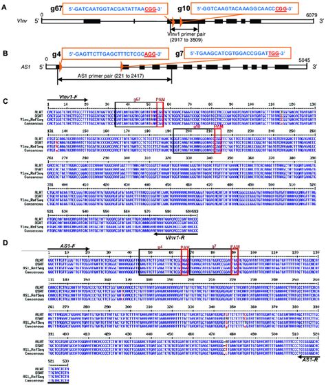 Gene Organisation And Selected Sgrna Sequences Of The Vacuolar Download Scientific Diagram