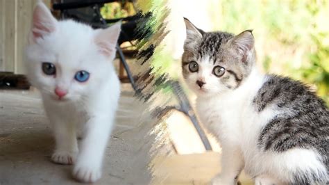 새끼고양이와 놀아주는 초딩고양이 하양이와 하순이 그리고 삼색이 Youtube