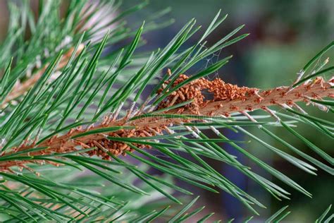 Aphids On The Trunk And Branches Of The Siberian Pine Diseases Stock