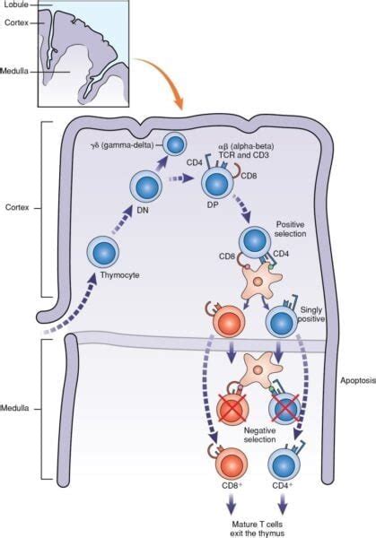 Adaptive Immunity T Cells B Cells And Immune Responses The Science