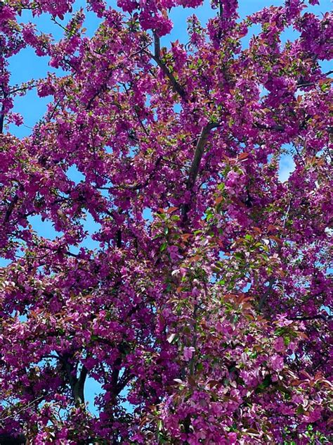 Purple Flower Tree Free Photo On Pixabay Pixabay