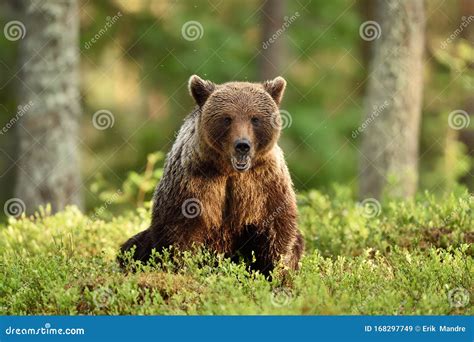 Brown Bear Sitting In Forest Scenery 库存图片 图片 包括有 背包 本质 168297749