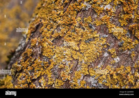 Close Up Of Yellow And Orange Coloured Lichens Growing On A Tree Bark Stock Photo Alamy