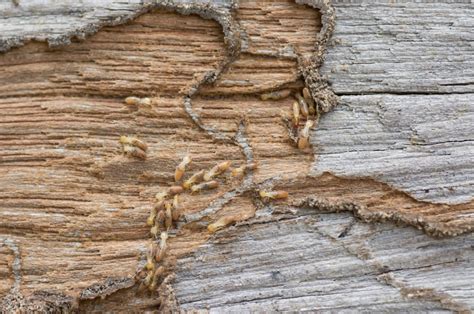 Do You Know The Difference Between Subterranean Vs Drywood Termites