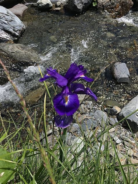 艾里斯·拉蒂福利® 伊里达塞