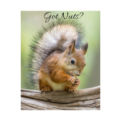 16x20 Got Nuts Squirrel Matte Vertical Poster Etsy