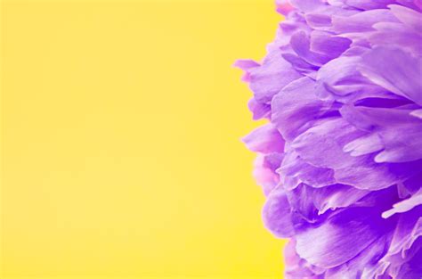 복사 공간이있는 노란색 배경의 모란 단일 꽃꽃의 꽃잎 인사말 카드 템플릿 선택적 초점 개화기에 대한 스톡 사진 및 기타 이미지