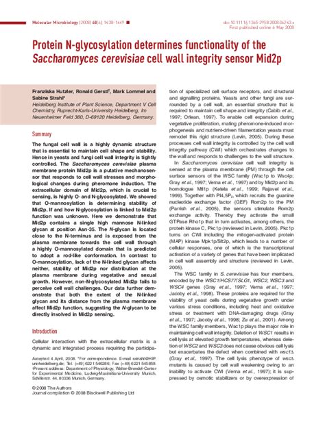 Pdf Protein N‐glycosylation Determines Functionality Of The