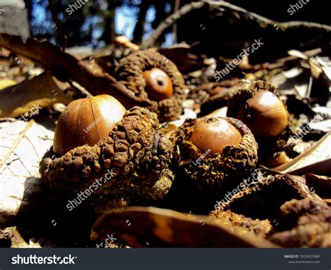 Hazal Images, Stock Photos & Vectors | Shutterstock