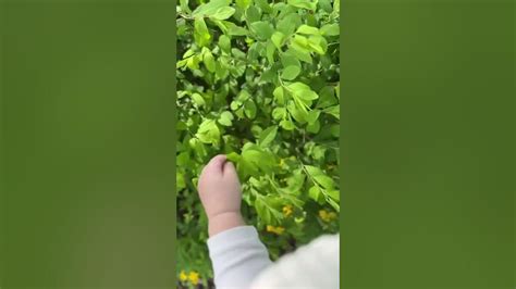 고사리손 숨소리 새소리 바람소리 잎뜯는소리 Youtube