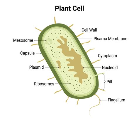 Palisade Cell Diagram Labeled
