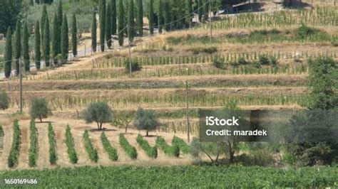 와이너리에서 와인 생산을 위한 포도를 곁들인 포도밭 포도나무 토스카나 이탈리아 계곡에 대한 스톡 사진 및 기타 이미지 계곡 과일 녹색 Istock