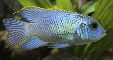 Electric Blue Acara 101 Care Tank Mates Breeding