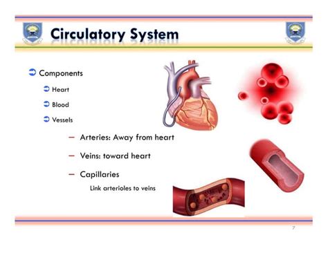 Cardiovascular Testing Pdf Heart And Cardiovascular Diseases