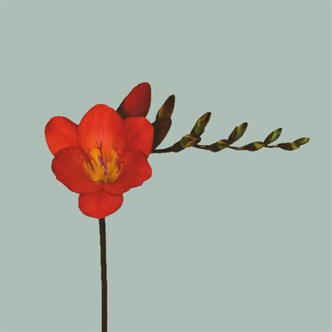Freesia Red Passion 50 Stems All Occasions Wholesale