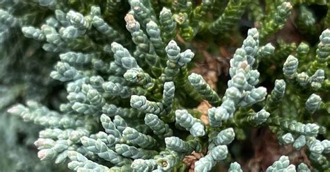 Juniperus Horizontalis The Creeping Juniper Varieties And Uses
