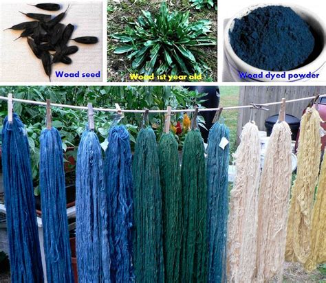 50 Blue Dyers Woad Isatis Seeds