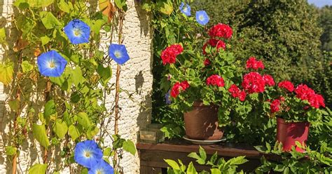 Цветок который нельзя выращивать на даче за это грозит штраф и даже тюрьма Новости Mail