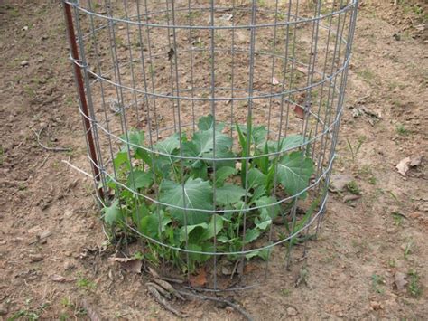 Plant Biologic Green Patch Plus Food Plot Seed 12 Acre