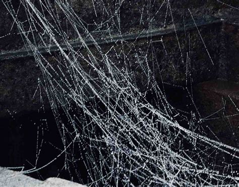 Spider Work I Behance