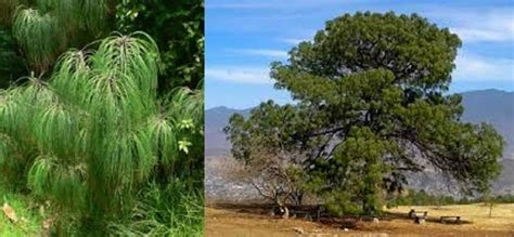 Pinus Pseudostrobus Bulk Wholesale Seeds For Planting Etsy