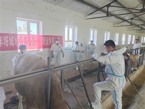 塔城地区科协、畜牧兽医局联合举办家畜繁殖员职业技能大赛 新疆维吾尔自治区科学技术协会