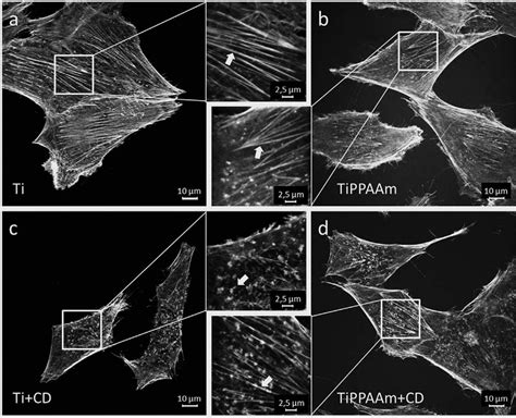 Actin Cytoskeleton In Mg 63 Cells After 24 H On Ppaam Modified Ti In