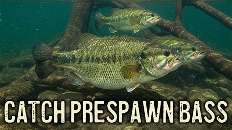 Winning Strategies Prespawn Fishing Secret Tips And Tactics Youtube