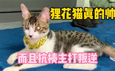 虽然你长得帅但这不是你屙我床上的理由 香炉是负心汉 香炉是负心汉 哔哩哔哩视频