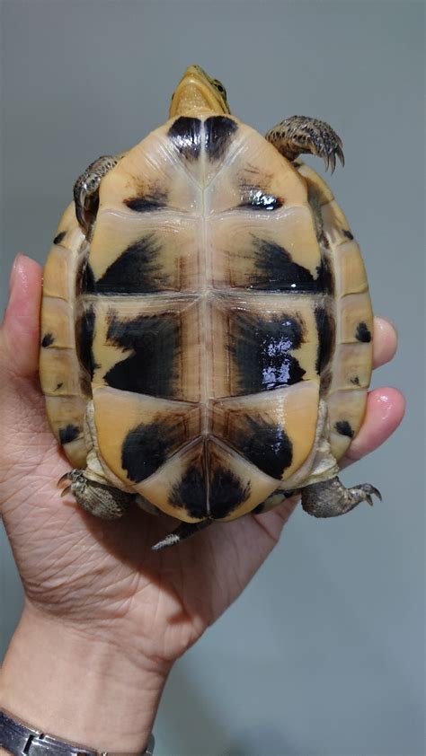 Reptile