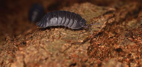 Pill Bug Behavior Carolina Knowledge Center