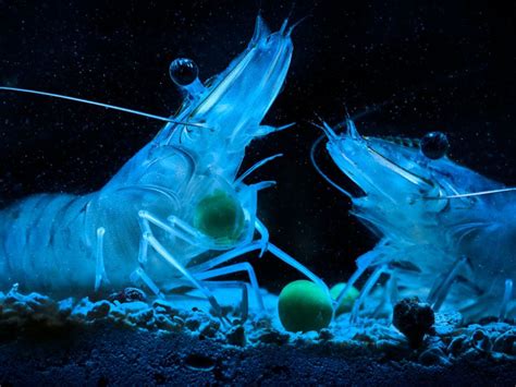 Benchmarkgenetics Selectivebreeding Shrimpfarmig Benchmark Genetics