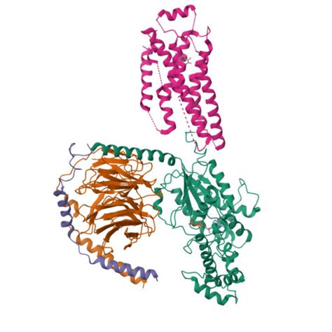 Rcsb Pdb 8ggf Cryoem Structure Of Beta 2 Adrenergic Receptor In Complex With Gtp Bound Gs