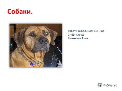 Презентация на тему Калейдоскоп животных которых мы изучали КАКИЕ