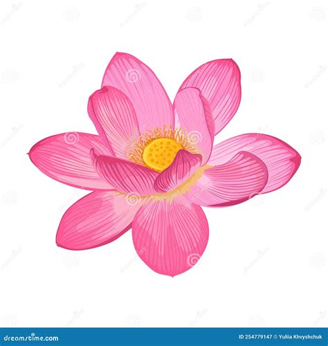 Nymphaea Cartoons Illustrations And Vector Stock Images 266 Pictures