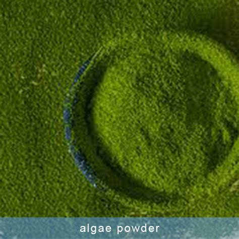 Algae Powder Tianjinzhongtianhaozheng