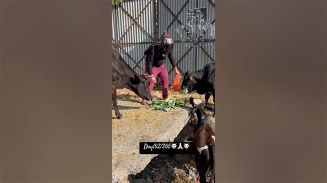 Day192365🐮🙏🏻🐮 Gaumata Trending Shorts Helpbyabhay Uttarakhand